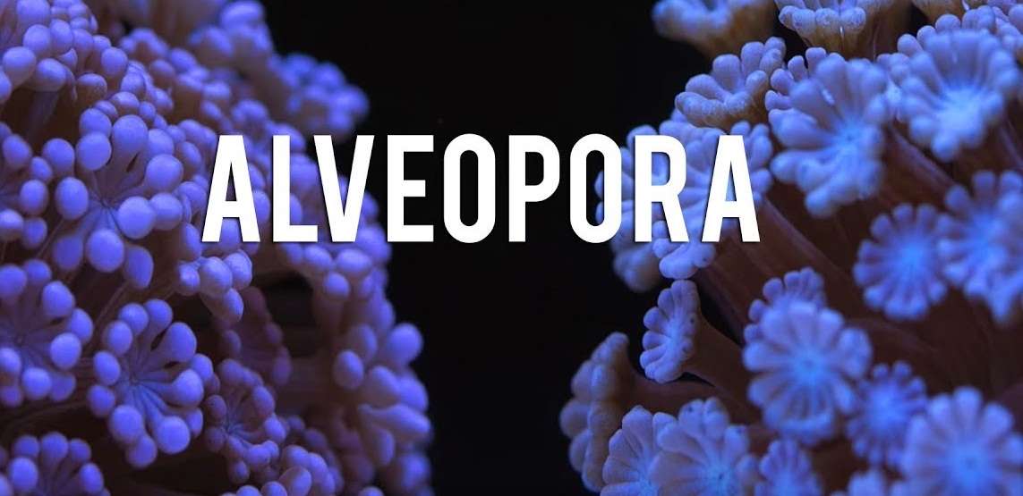 Alveopora - The Other Flower Pot Coral