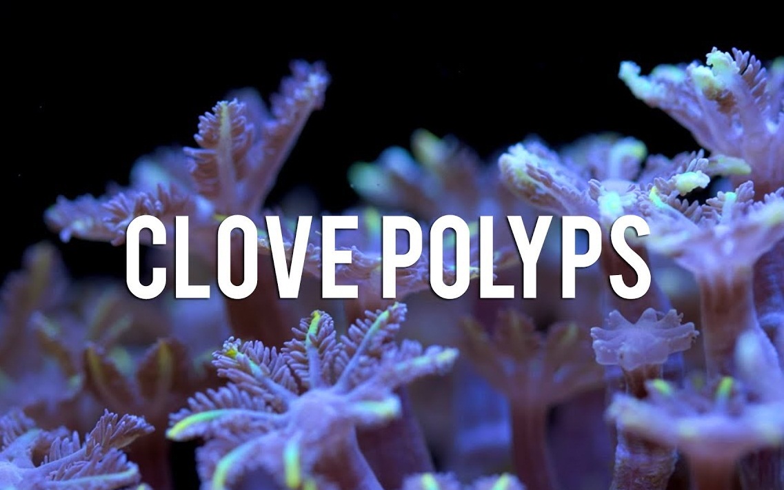 Care Tips for Clove Polyps