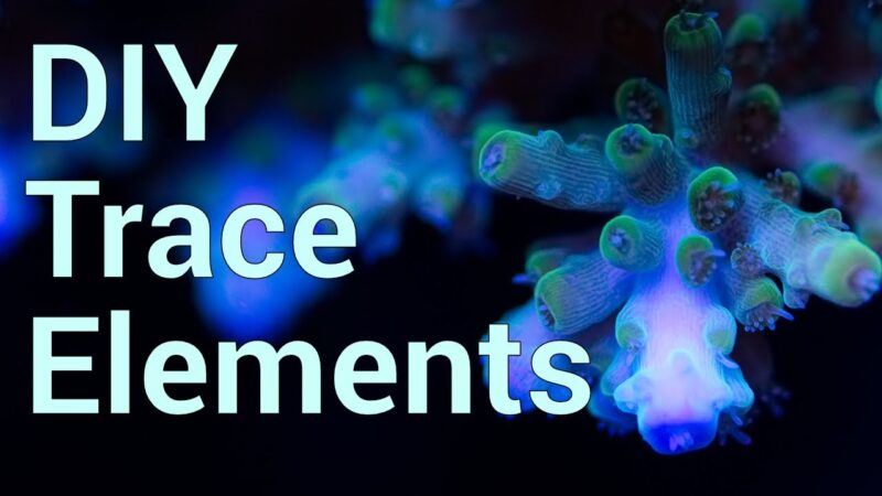 Dosing Trace Elements in Reef Tanks for more Colorful Acropora