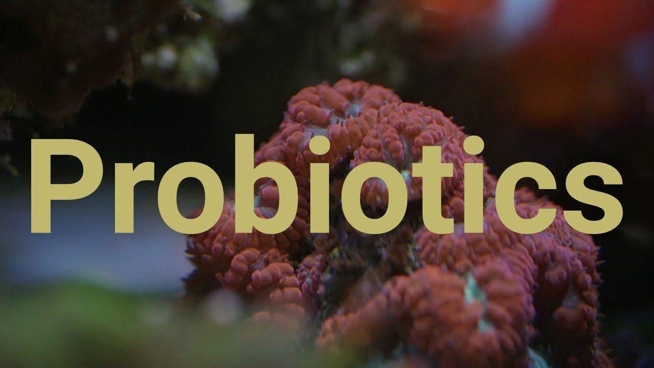 Finding Probiotics for Coral Reefs